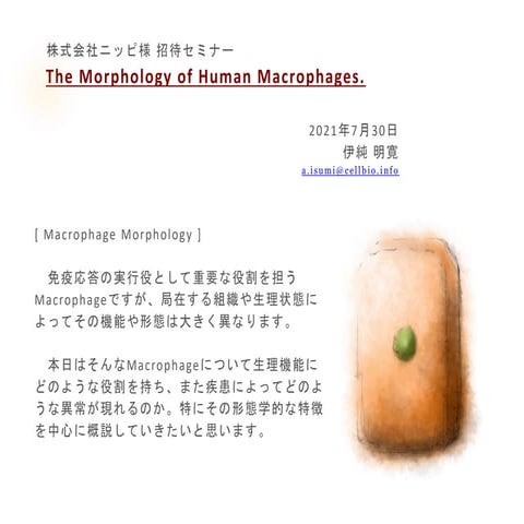 The morphology of human macrophages. | PDF