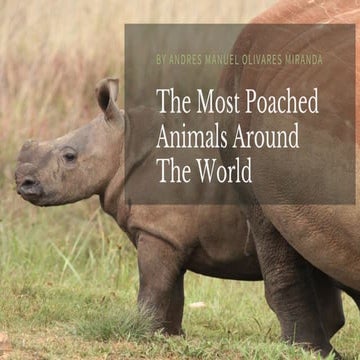 The Most Poached Animals Around The World | PDF | Zoos & Aquariums ...