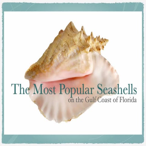 The Most Popular Seashells on Florida's Gulf Coast | PDF