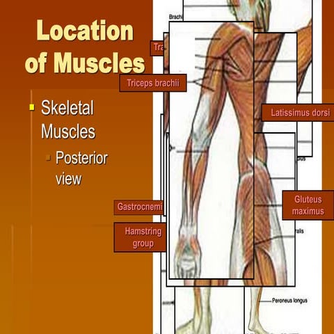 The muscle system disorder | PPTX