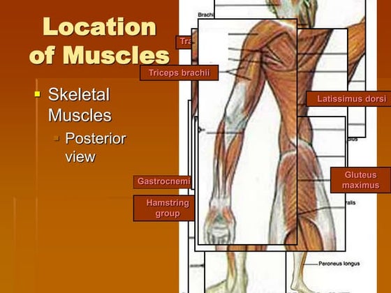 Muscular intro | PPT