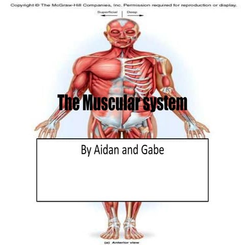 Muscular system | PPTX