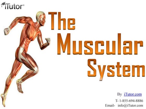 The muscular system powerpoint | PPT