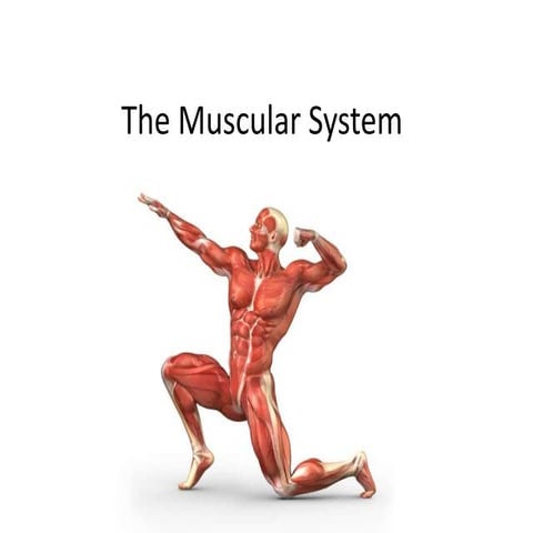 The muscular system | PPT