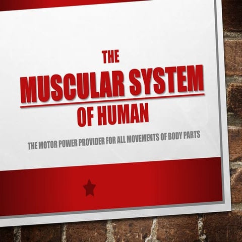 The muscular system | PPT