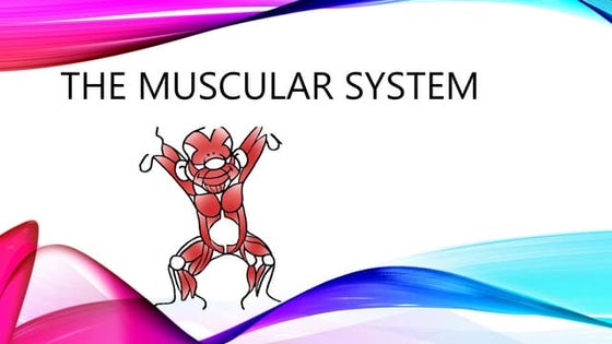 The muscular system powerpoint | PPT