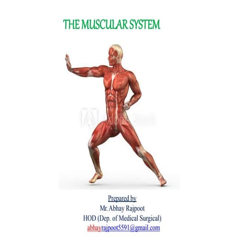 The muscular system | PPTX | Heart and Cardiovascular Diseases ...