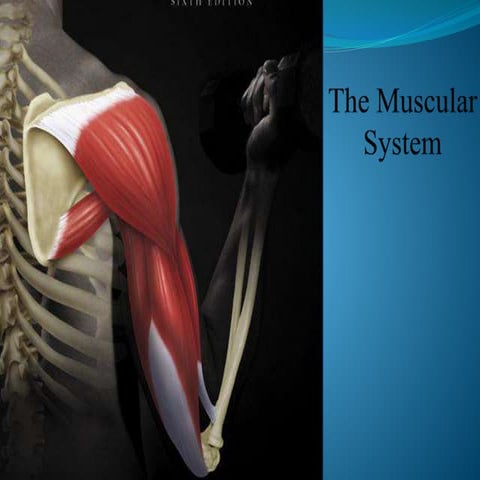 The Muscular System.pptx