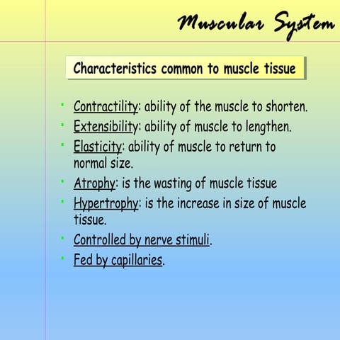 The muscular system_1_ | PPT
