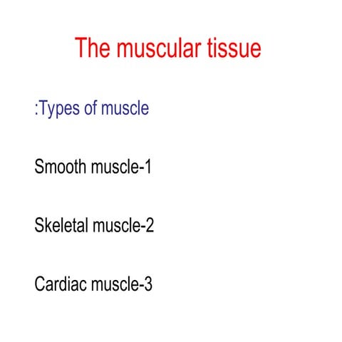 The muscular tissue.General histology.ppt