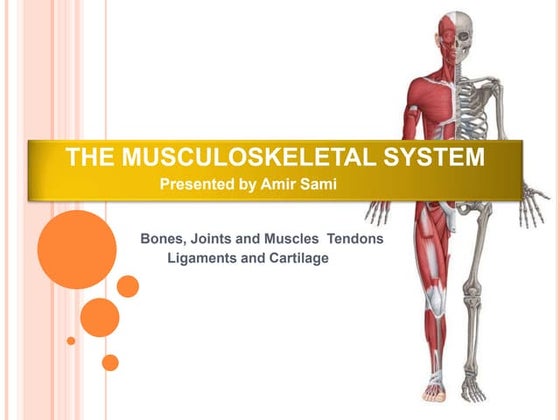 The musculoskeletal system | PPT | Death, Injury, or Military Conflict ...