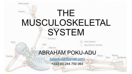 Muscular system Muscular system Muscular | PPT