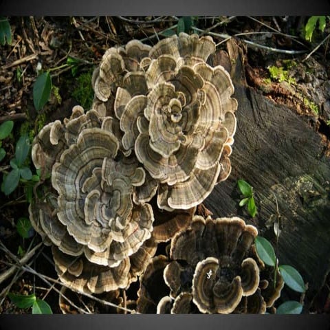 The Mushroom Series | PPTX