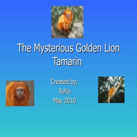 The mysterious golden lion tamarin | PPT