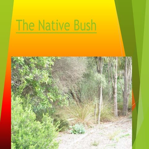 The native bush | PPT
