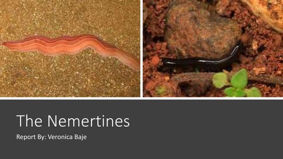 Morphology of nematodes | PPT