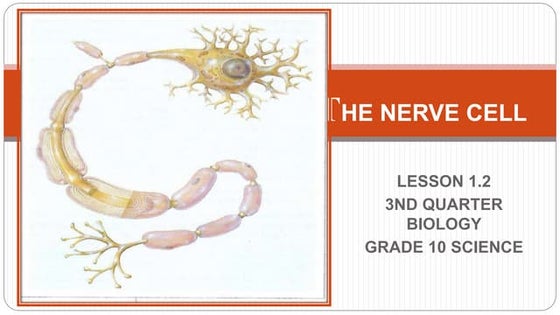 12 cranial nerves | PPTX