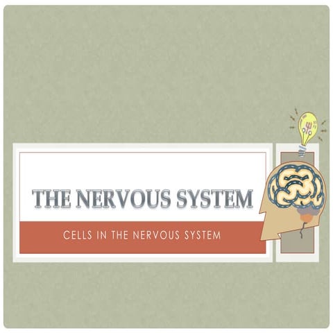 The nervous system | PPT