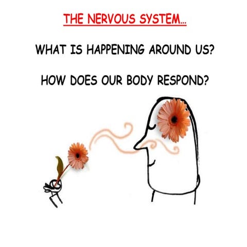 The nervous system | PPTX | Brain and Nervous System Disorders ...