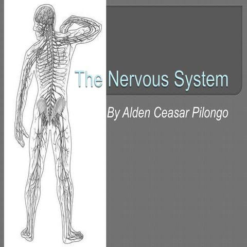 THE NERVOUS SYSTEM Brain spinal cord nerves reflex actions | PDF