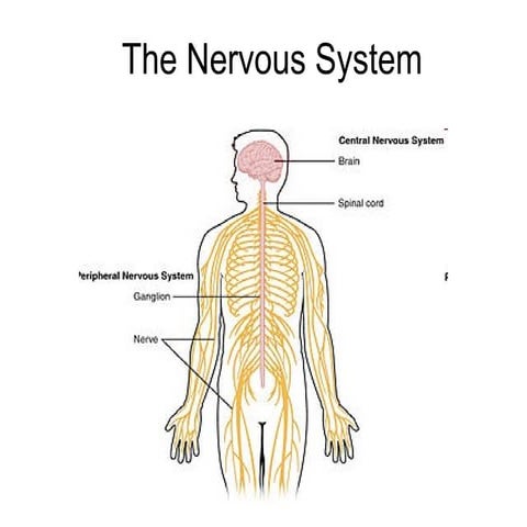 The Nervous System Lesson Demo in Science Junior High School | PPTX