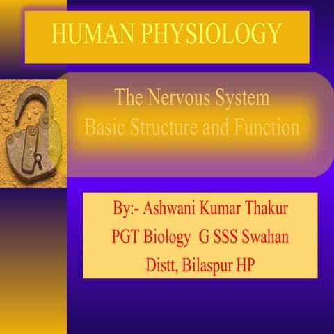 The nervous system | PPT