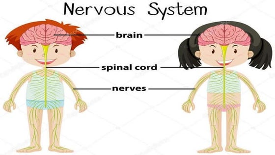 Human sense organs | PPT