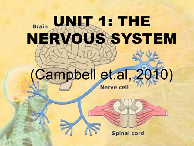 Introduction to the nervous system | PPTX