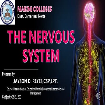THE NERVOUS SYSTEM.PPT.pptx