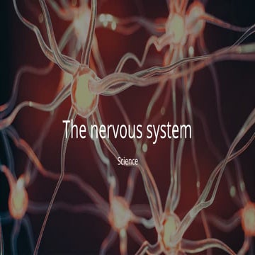 The nervous system, a PowerPoint regarding the nervous system | PPT