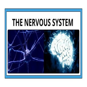 The Nervous System.pptx.pptx SCIENCE GRADE 6 | PPTX
