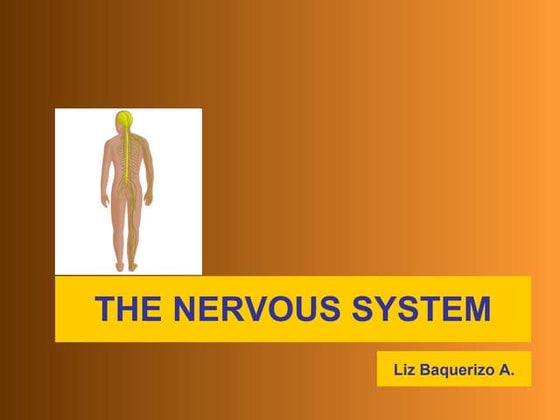 Nervous System Parts And Functions Powerpoint A Level Psychology THE