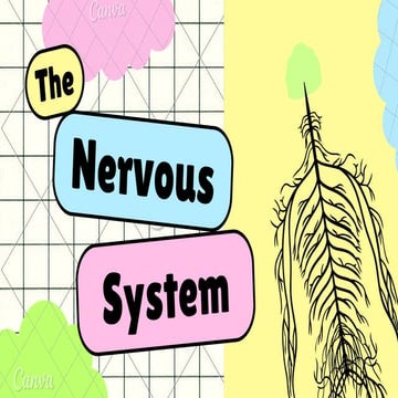 The Nervous System Presentation (Different Parts) | PDF