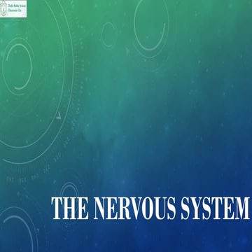The Nervous System PPT.pdf