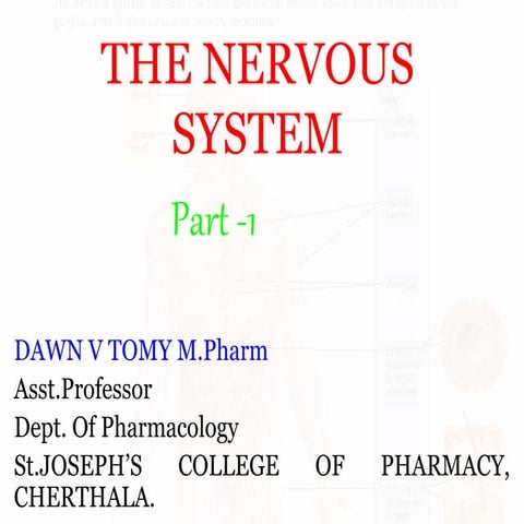 The nervous system presentation dawn part 1 | PPTX