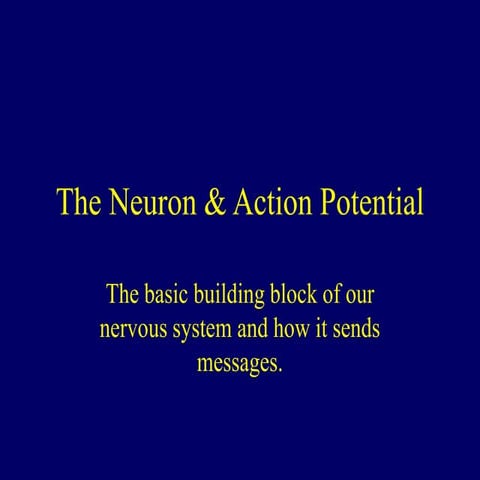 The Neuron and Action Potential PPT. ppt | PPT