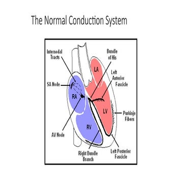 The Normal Conduction Systemuuuuu (1).pptx
