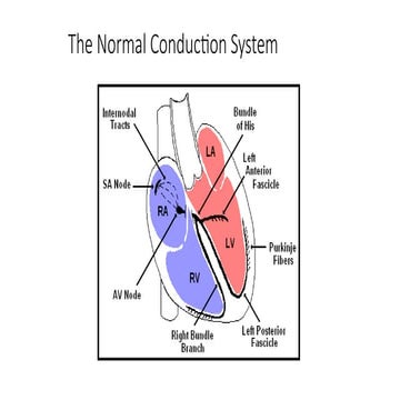 The Normal Conduction System nnnnooooo(1).pptx