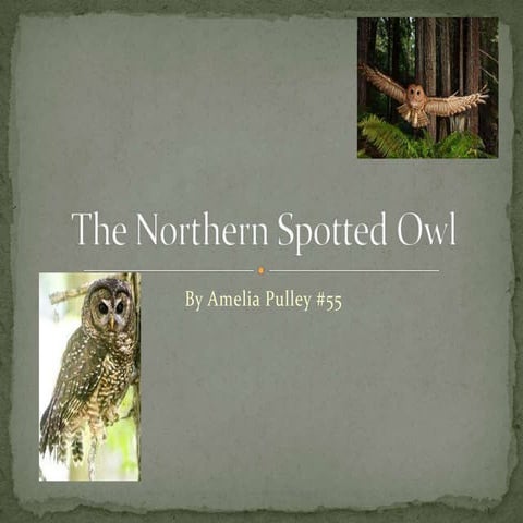 Facts about owls | PPT