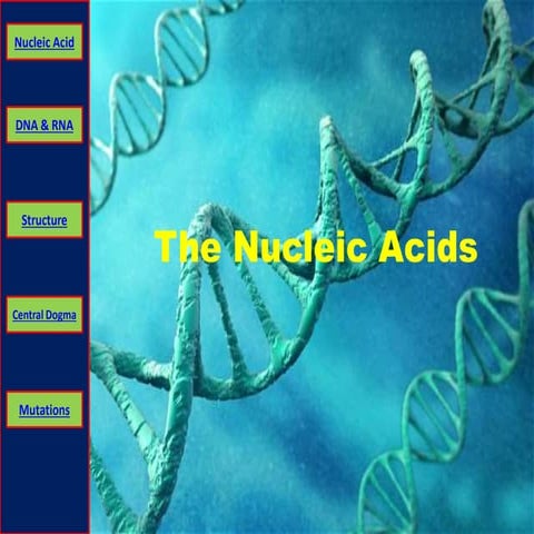 The nucleic acids | PPTX | Chemistry | Science
