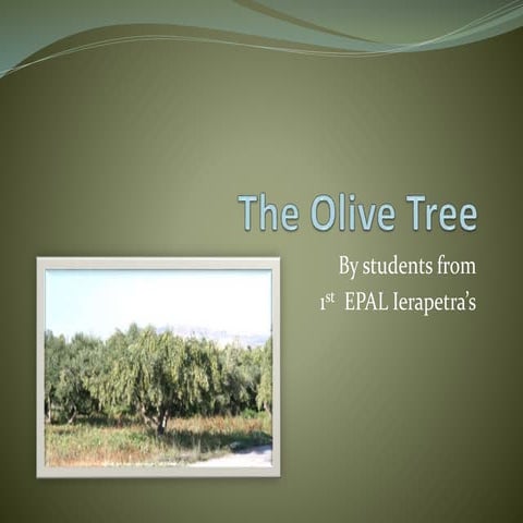 The olive tree | PPTX
