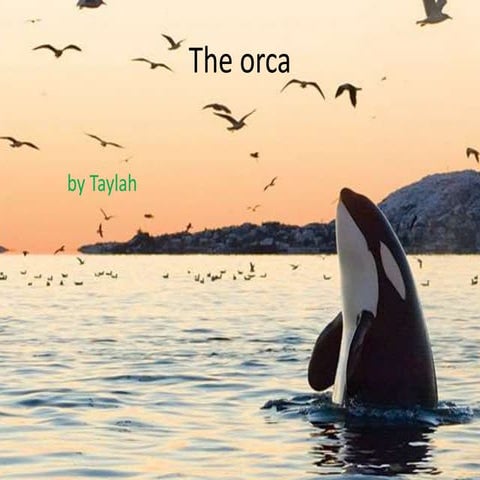 The orca | PPTX