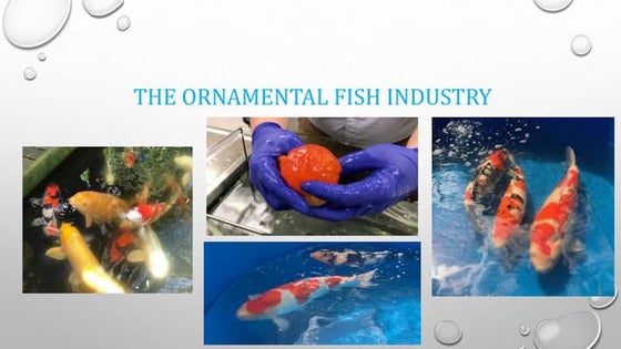 Ornamental fish culture | PPT