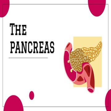 The Pancreas- General overview of the Pancreas | PPT