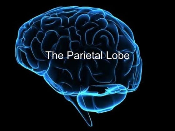 Q3 L04 Parietal | PPT