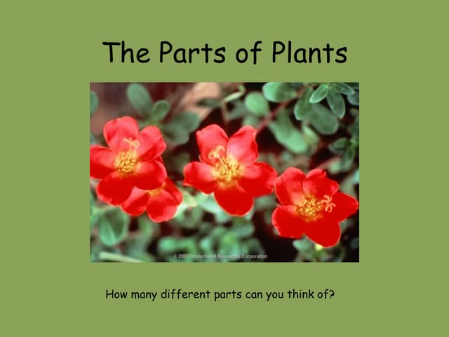 Second Grade Science: Plants | PPT