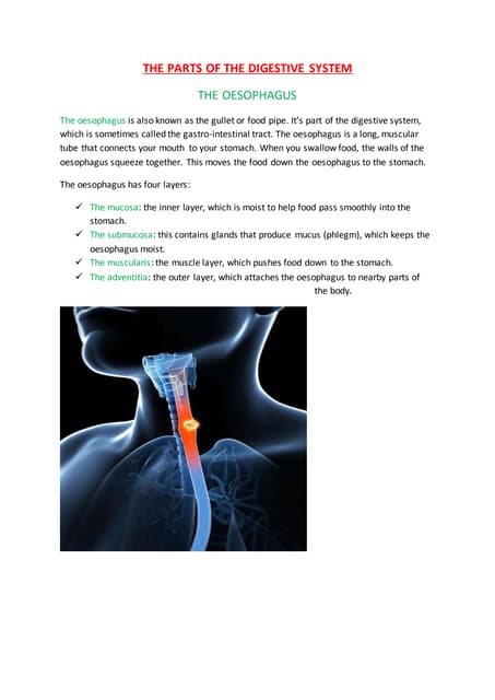 Veterinary anatomy of intestine | PPTX | Dogs | Pets
