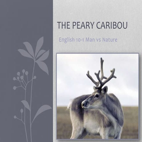 The Peary Caribou | PPTX