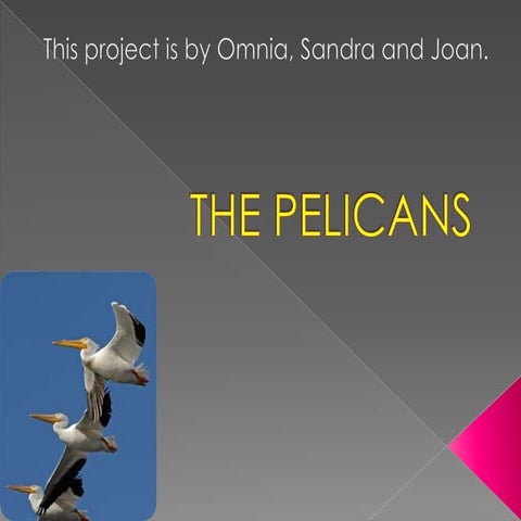 Whales ESL primary school presentation | PPT