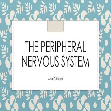 The peripheral nervous system.physiology | PPT